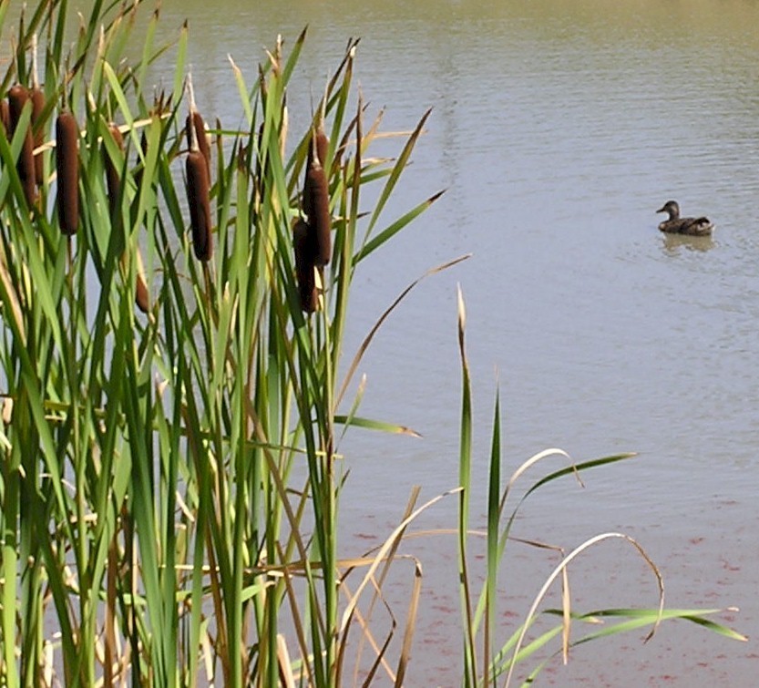 Ivan Barić - Crveni križ u mađarskom kampu